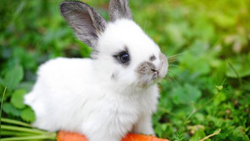 6 Farm Animals That Are Suited For The City Life - Urban Farm Online