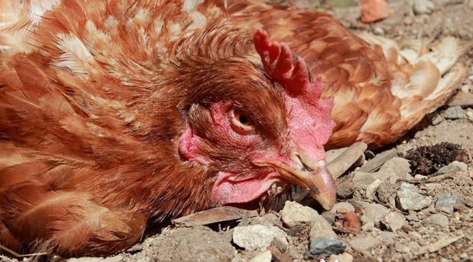 Common Chicken Diseases