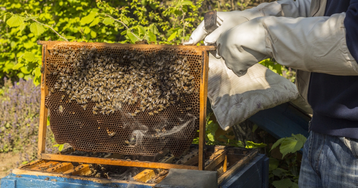 Create your own beehive - Urban Farm Online