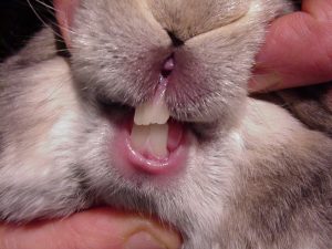 Rabbit Illnesses - How To Treat Them - Urban Farm Online