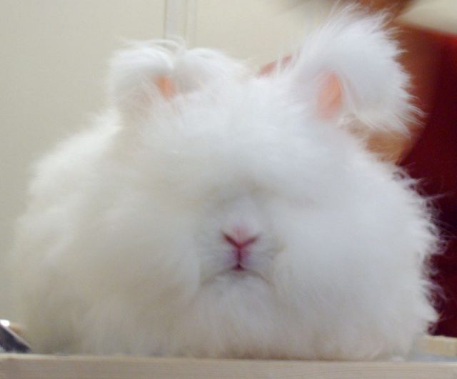 Raising Rabbits for Fiber (Angora)