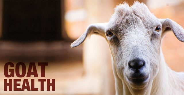 All you need to know about goat care