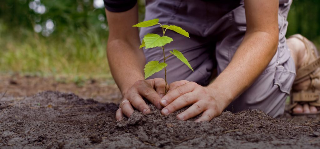 Guide to planting seedlings - Urban Farm Online