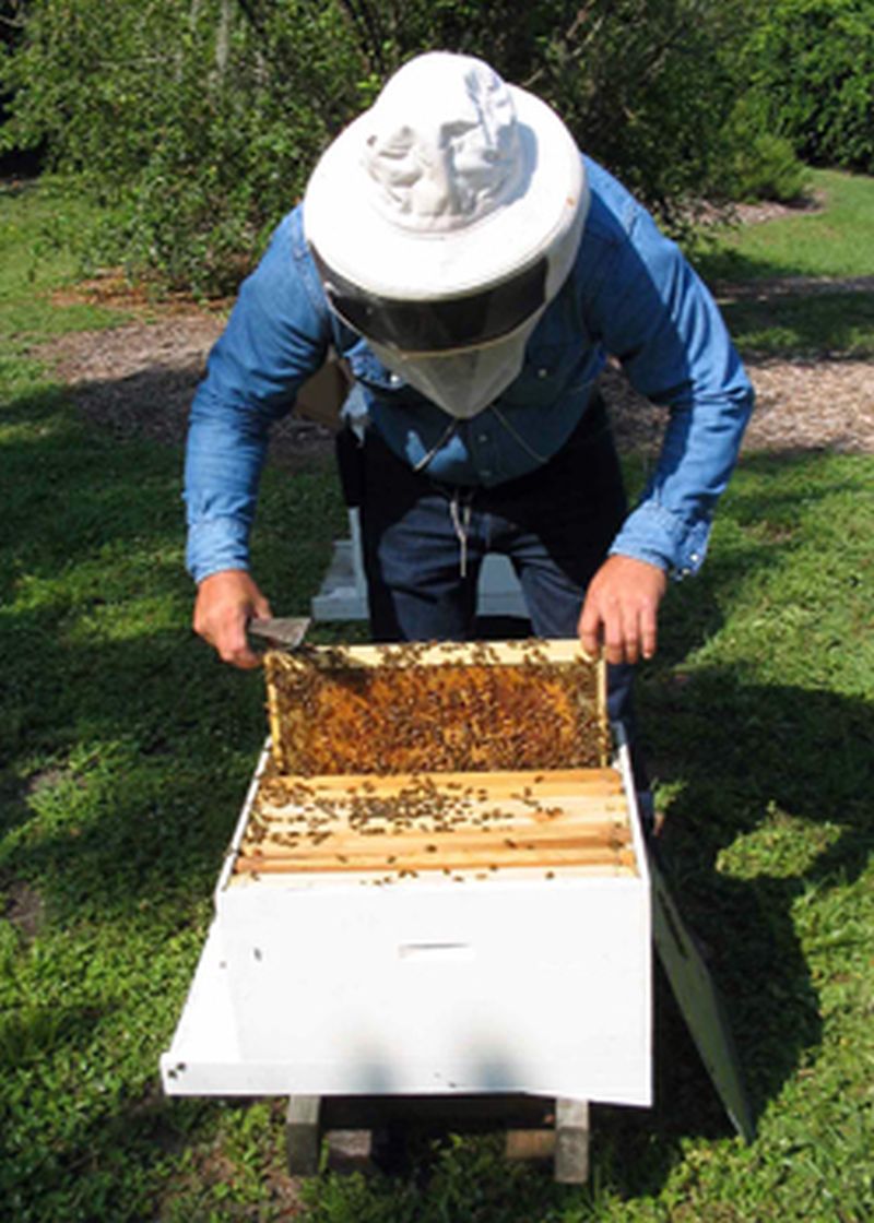 Create your own beehive - Urban Farm Online