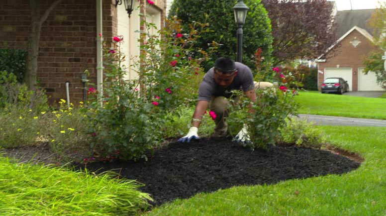 Here is some Advice on Mulching - Urban Farm Online