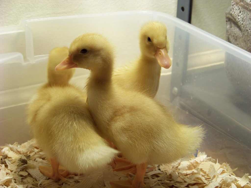 How to raise ducks with a broody hen - Urban Farm Online