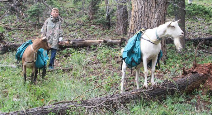 Using goats for packing? Why not?
