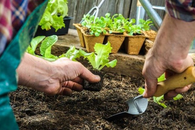 Guide to planting seedlings - Urban Farm Online
