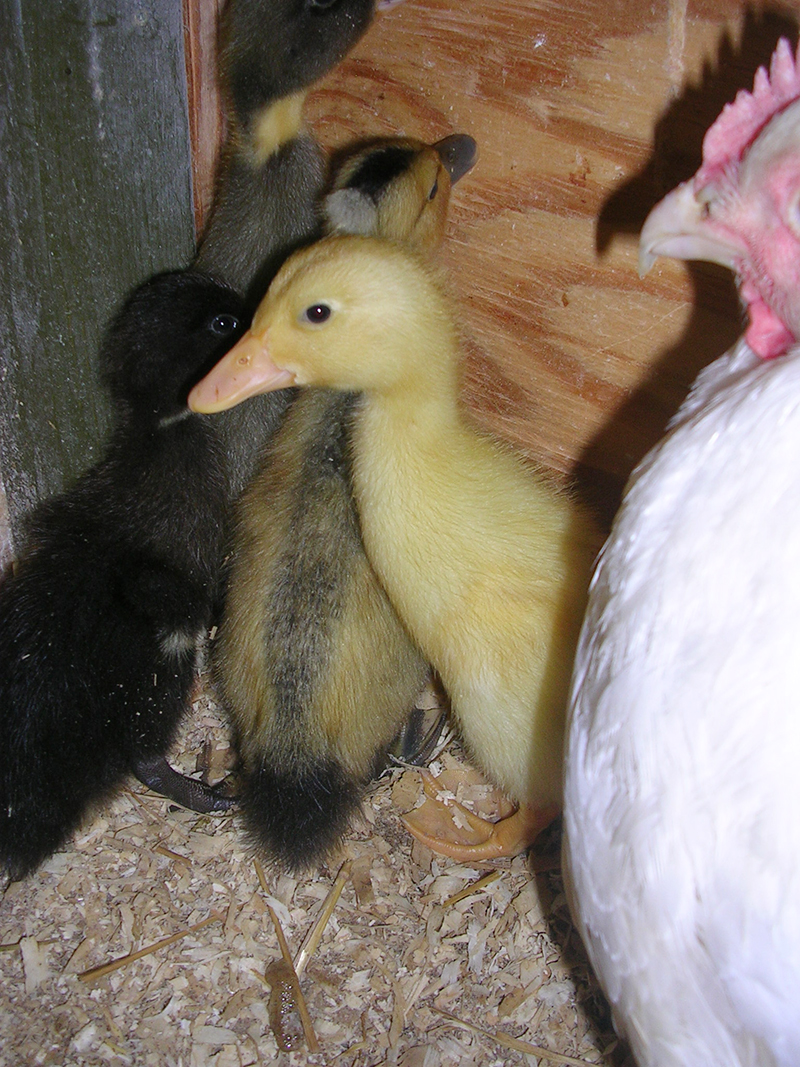 How to raise ducks with a broody hen - Urban Farm Online
