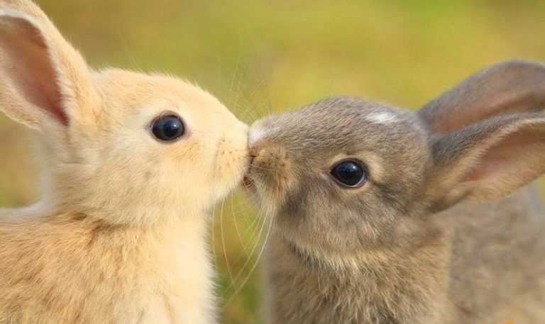 Rabbit statistics - reproduction, anatomy, physiology