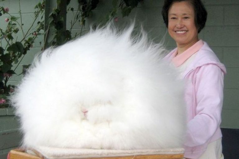 Raising Rabbits for Fiber (Angora)