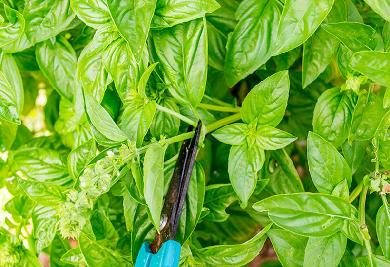 The basics of herb pruning