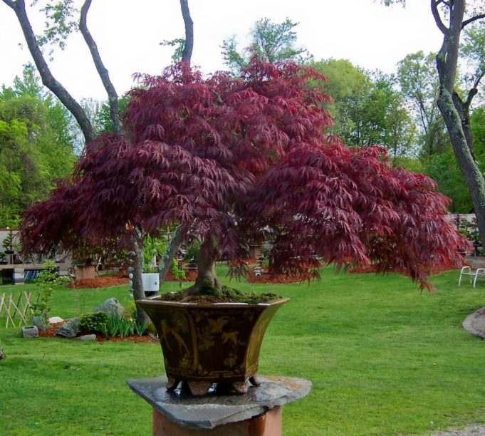 Useful tips for planting container trees