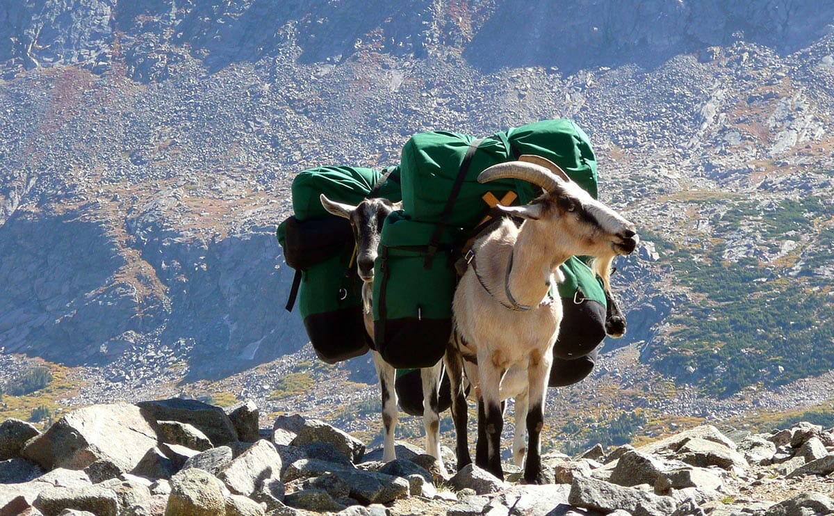 Using goats for packing? Why not?