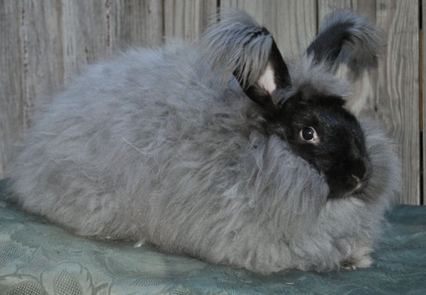 How to make use of your angora rabbit's fiber