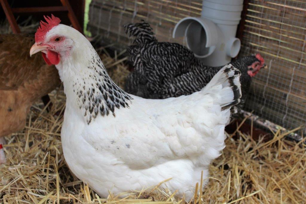 Daily Chicken Routine - Urban Farm Online