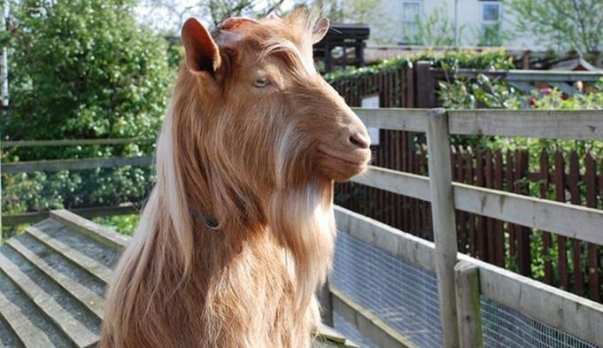 How to protect your goats from illness