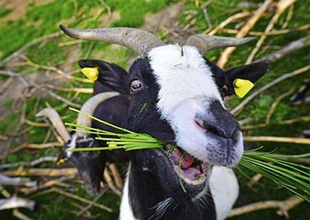 Here is why goats are good for weed-control