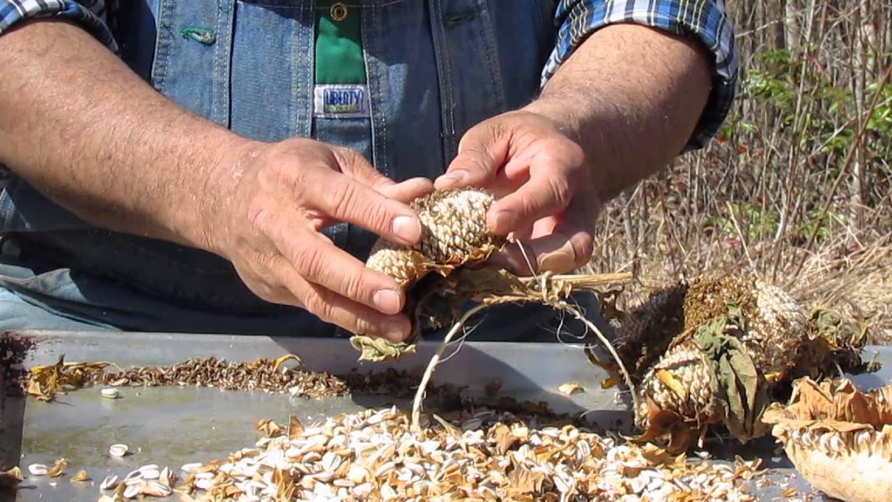 9 Tips How to Clean Your Garden in Fall - Urban Farm Online