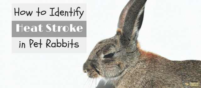Rabbit Illnesses - How To Treat Them - Urban Farm Online