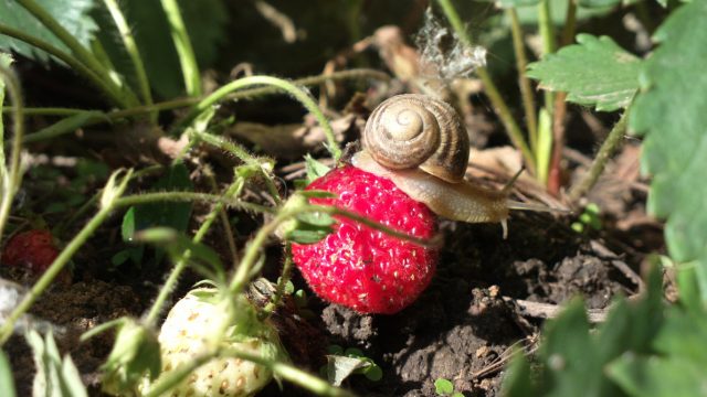 Strawberry snail garden - Urban Farm Online