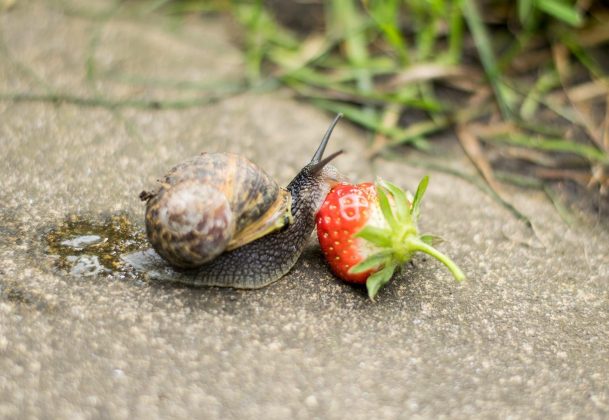 Strawberry snail garden - Urban Farm Online