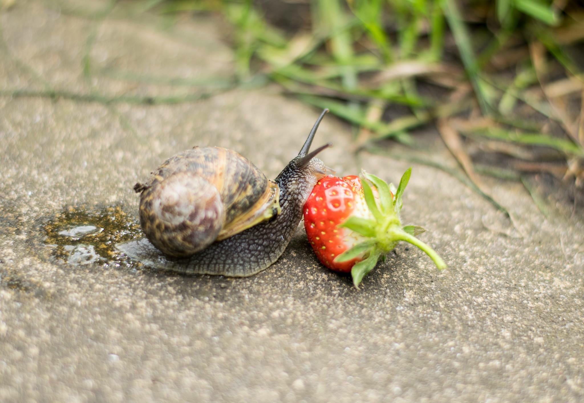 Strawberry snail garden - Urban Farm Online