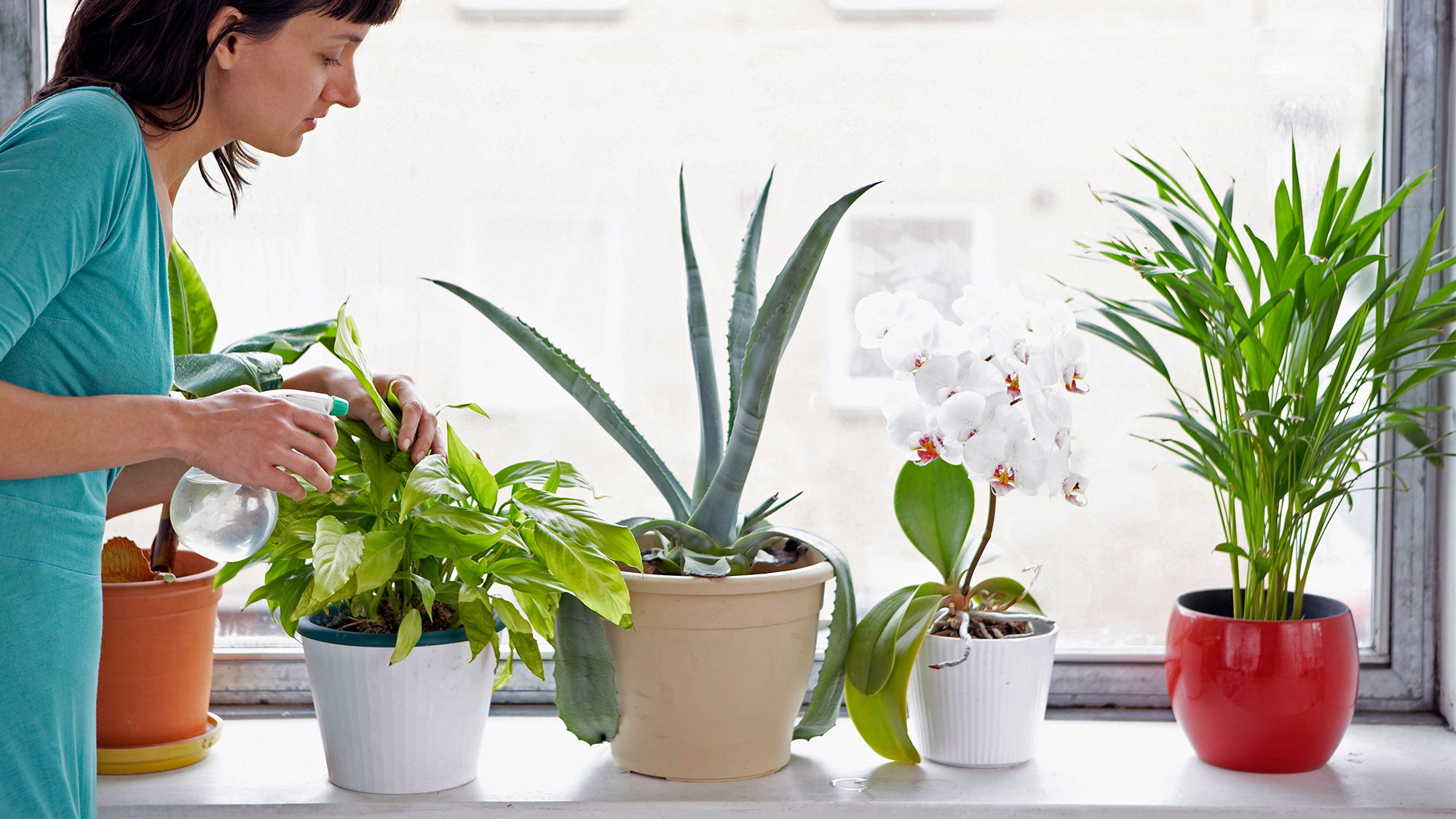 Why You Should Grow Indoor Plants - Urban Farm Online Why You Should Grow Indoor Plants - Urban Farm Online