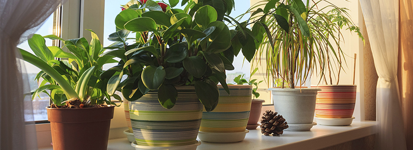 Why You Should Grow Indoor Plants - Urban Farm Online