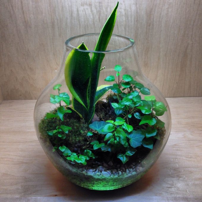 10 Most Beautiful Terrariums - Urban Farm Online