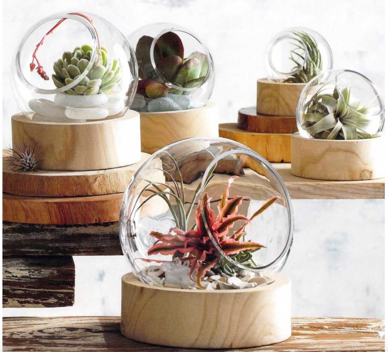 10 Most Beautiful Terrariums - Urban Farm Online