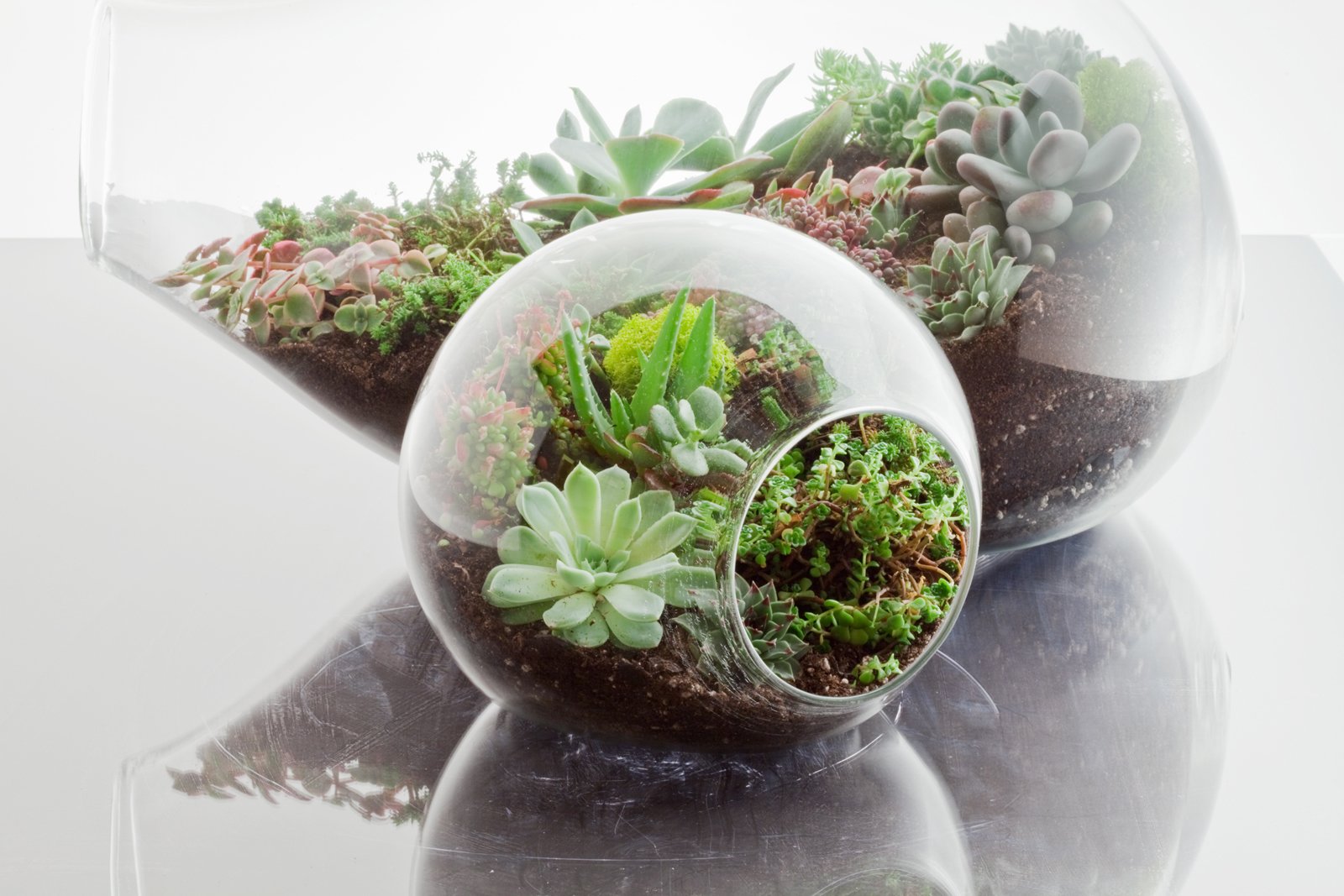 10 Most Beautiful Terrariums - Urban Farm Online