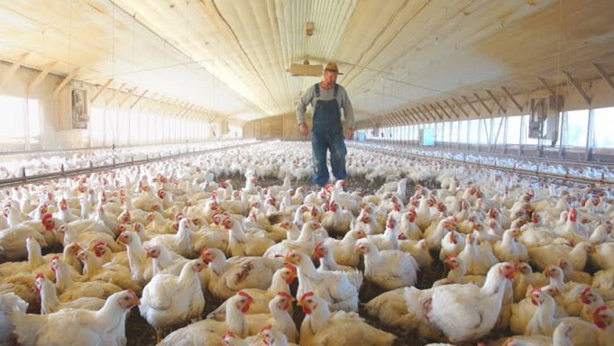 How to Start Successful Chicken Broiler Business - Urban Farm Online