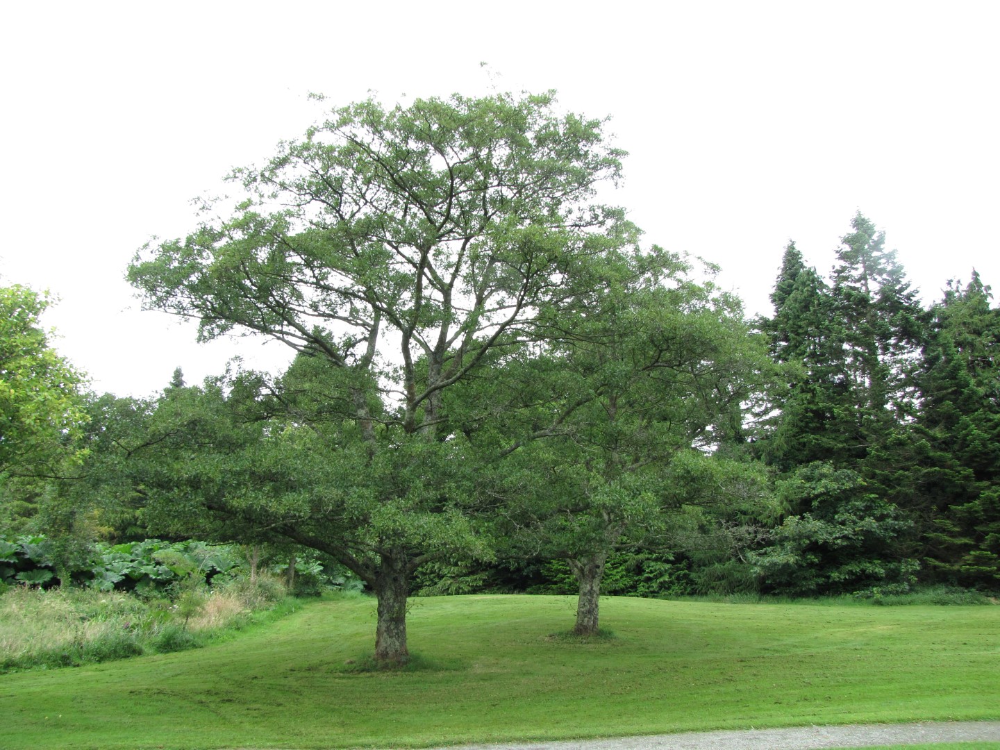What Are the Top 10 Woody Plants That You Can Plan in Your Garden ...