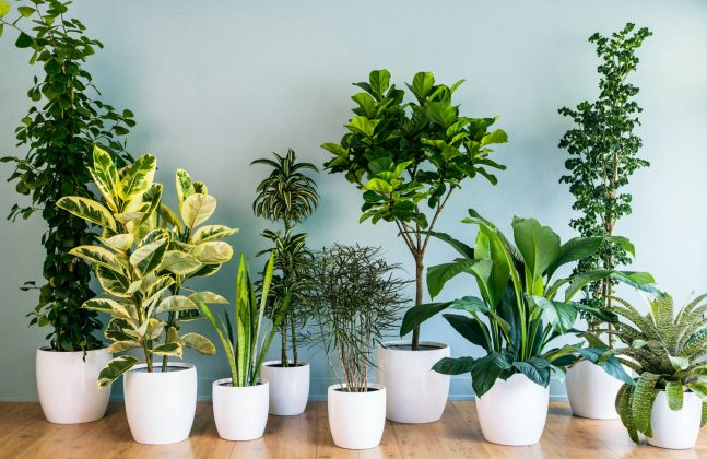 10 Best Indoor Plants for Different Personalities - Urban Farm Online