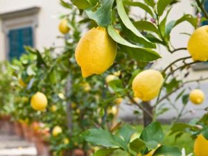 How to Grow Lemon Trees in Containers? - Urban Farm Online