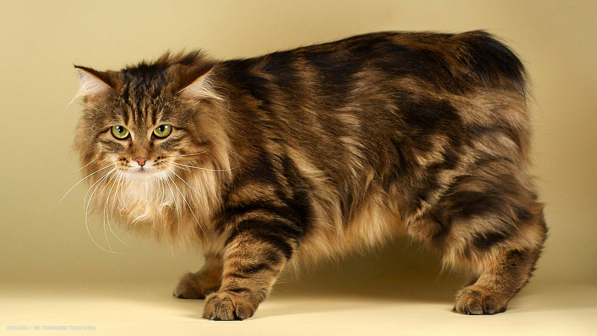 Cat Breeds that Love to Cuddle - Urban Farm Online