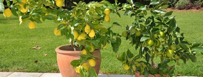 How to Grow Lemon Trees in Containers? - Urban Farm Online