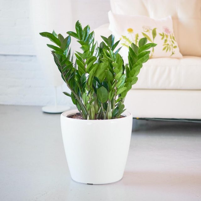 10 Best Indoor Plants for Different Personalities - Urban Farm Online