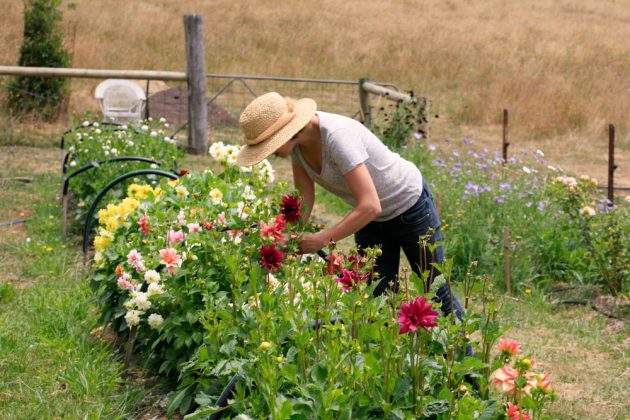 How to Start an Urban Flower Farm - Urban Farm Online