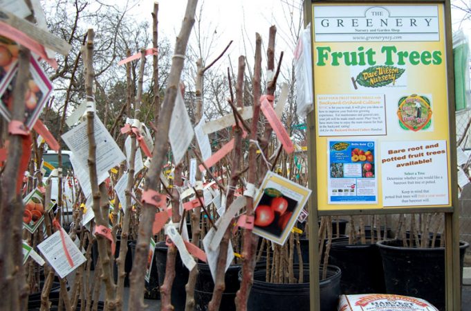 What To Know Before Purchasing Fruit Trees? - Urban Farm Online