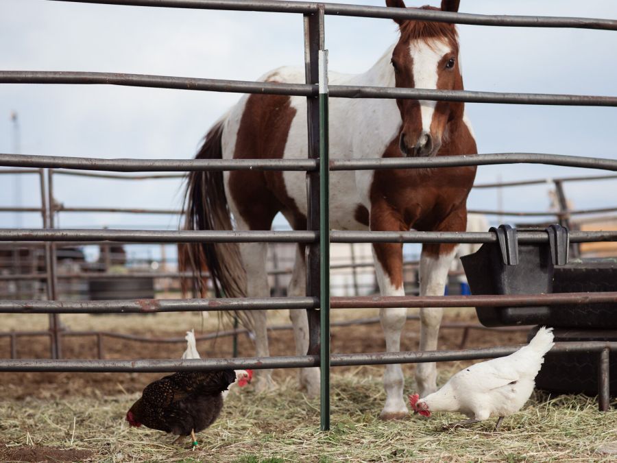 6 Farm Animals to Have on Your Urban Farm - Urban Farm Online