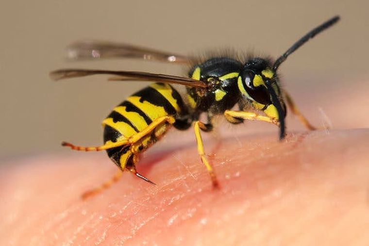 Why Wasps Are Your Garden’s Best Friends - Urban Farm Online