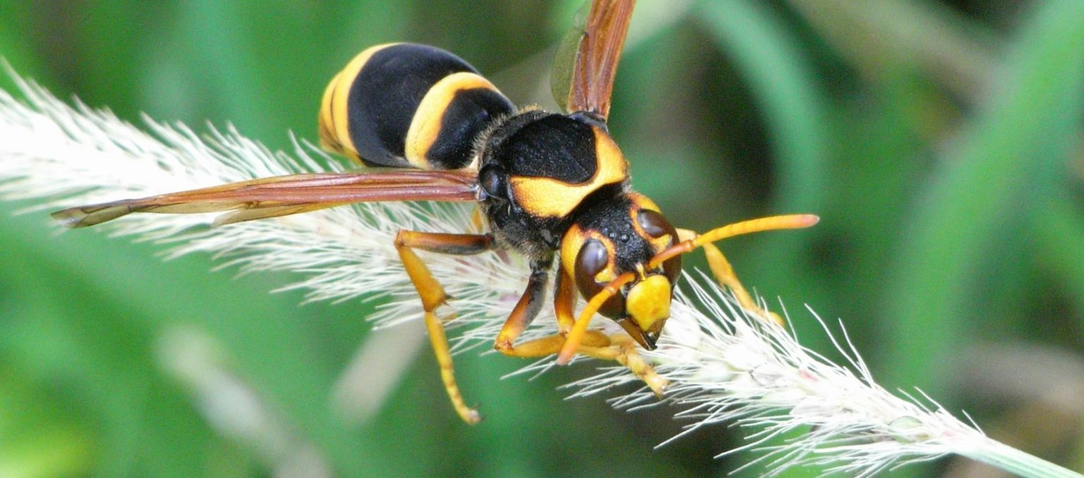 Why Wasps Are Your Garden’s Best Friends - Urban Farm Online