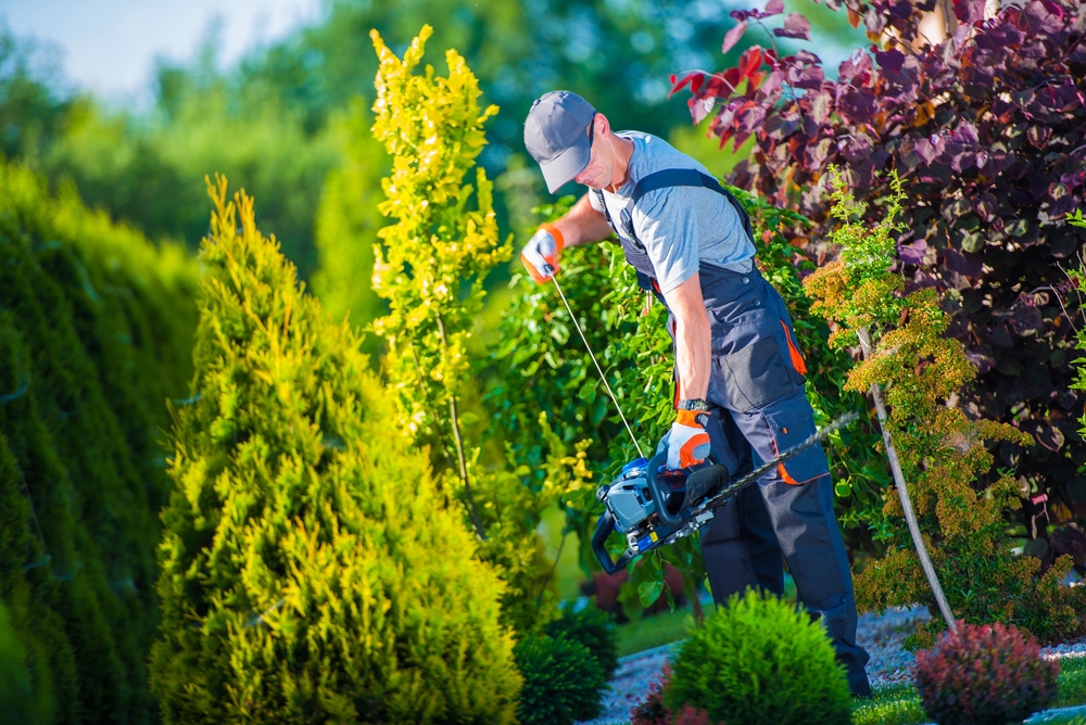 5 Reasons to Hire a Professional Landscape Designer - 2024 Guide ...