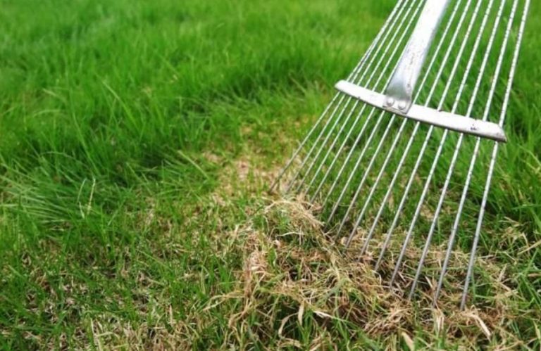 How to Restore a Neglected Lawn - Urban Farm Online