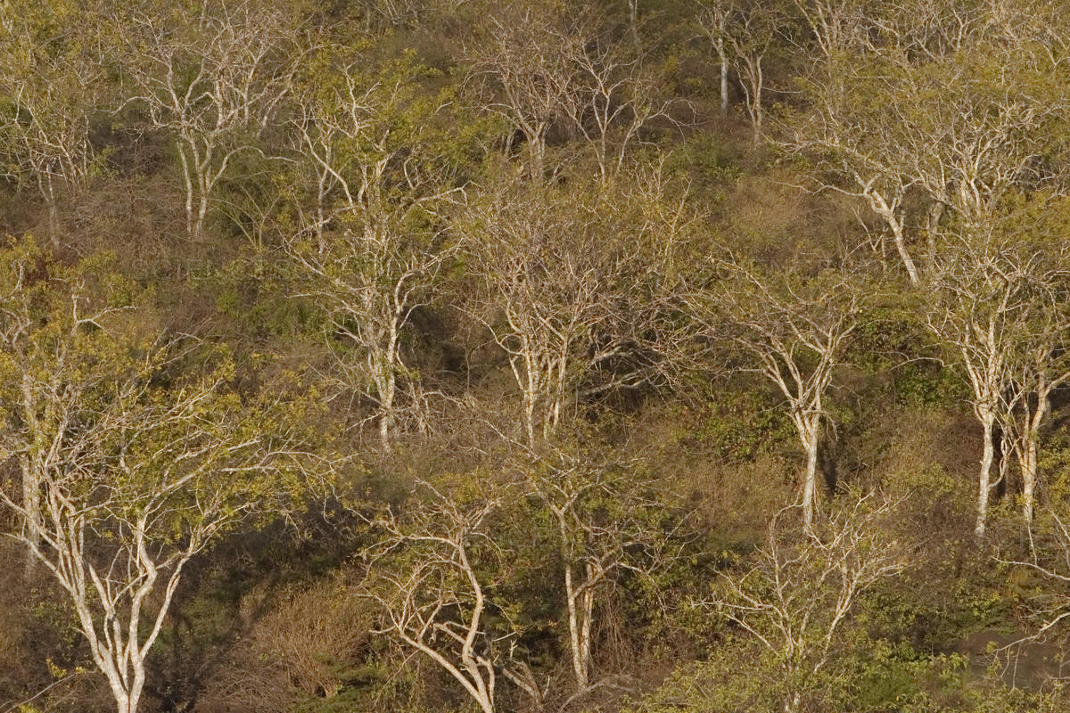How Palo Santo is Reforested and its Importance - Urban Farm Online