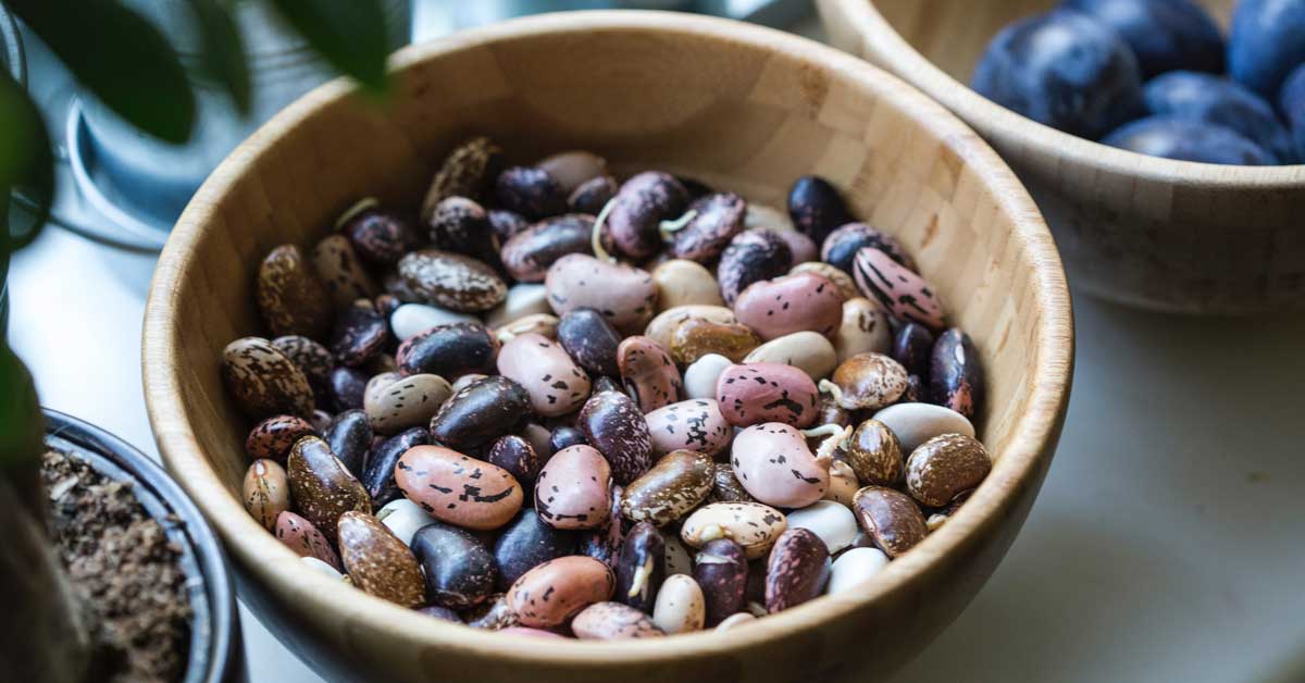 How Do You Correctly Classify a Bean? - Urban Farm Online