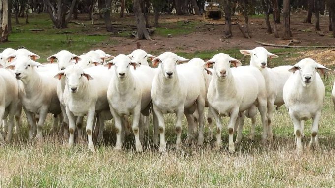 Hair Sheep: Woolless Sheep for Dairy and Meat Farming - Urban Farm Online