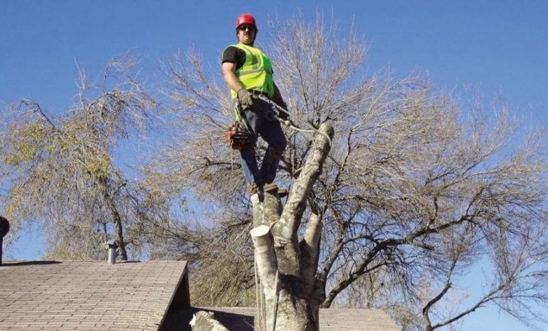 10 Benefits Of Hiring A Professional Tree Surgeon - 2024 Guide - Urban ...